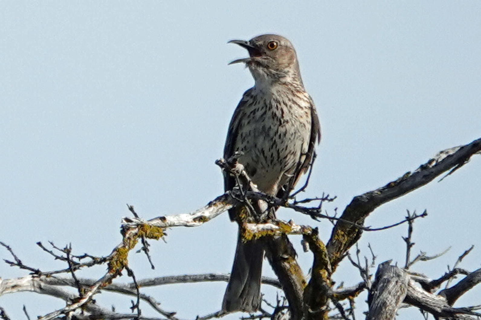 Sagebrush Songbirds of Washington | Audubon Washington