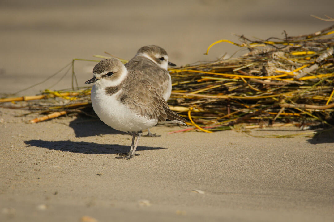 Western Snowy Plover Recovery at Leadbetter Point National Wildlife ...