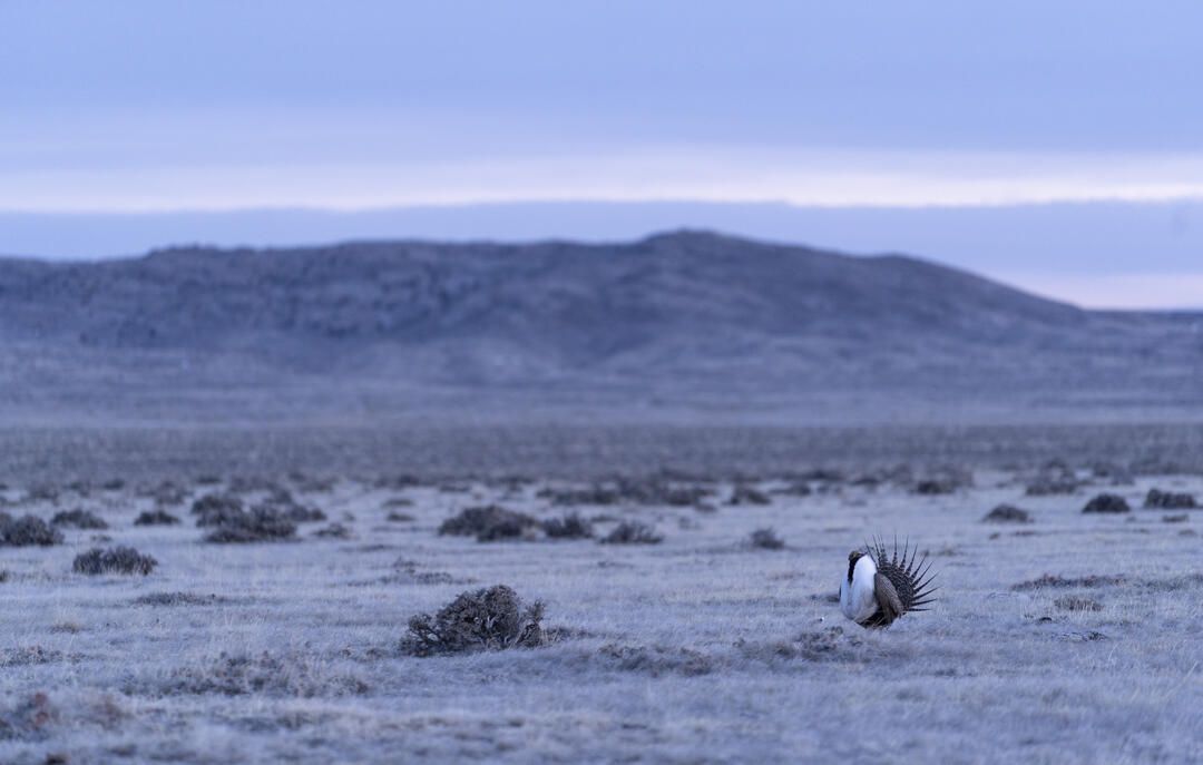 Renewable Energy: Siting it Right in the Columbia Plateau and Beyond ...